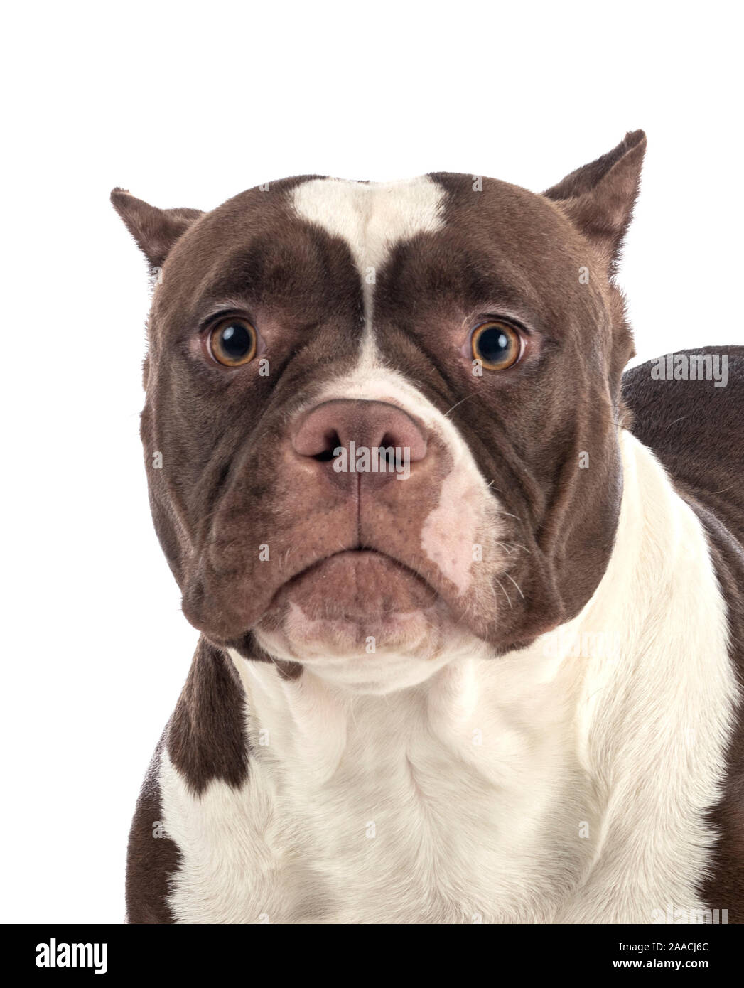 american bully in front of white background Stock Photo - Alamy
