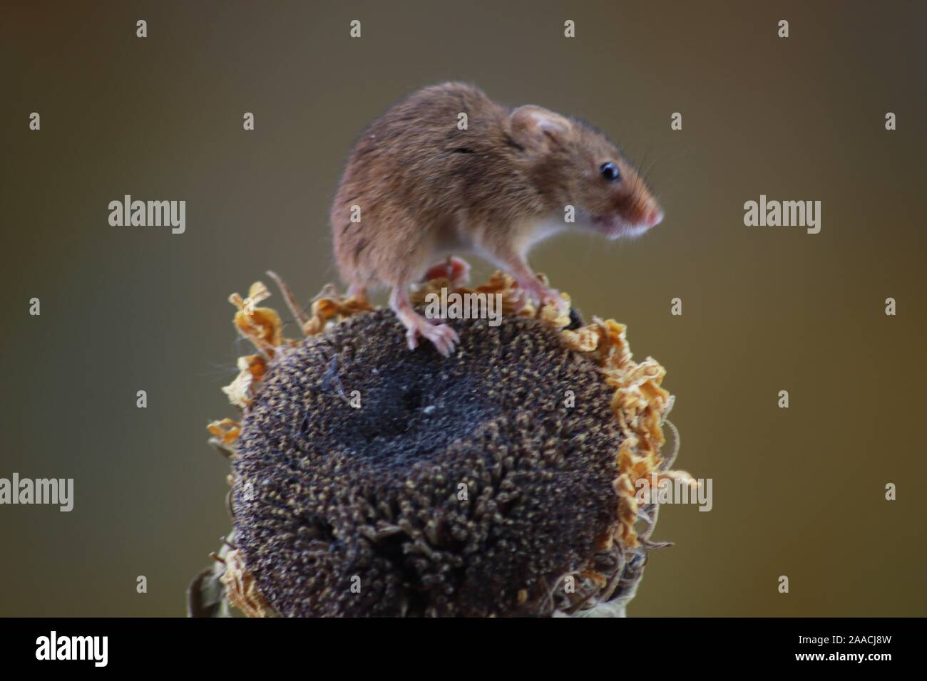 Mouse Gnawing High Resolution Stock Photography and Images - Alamy