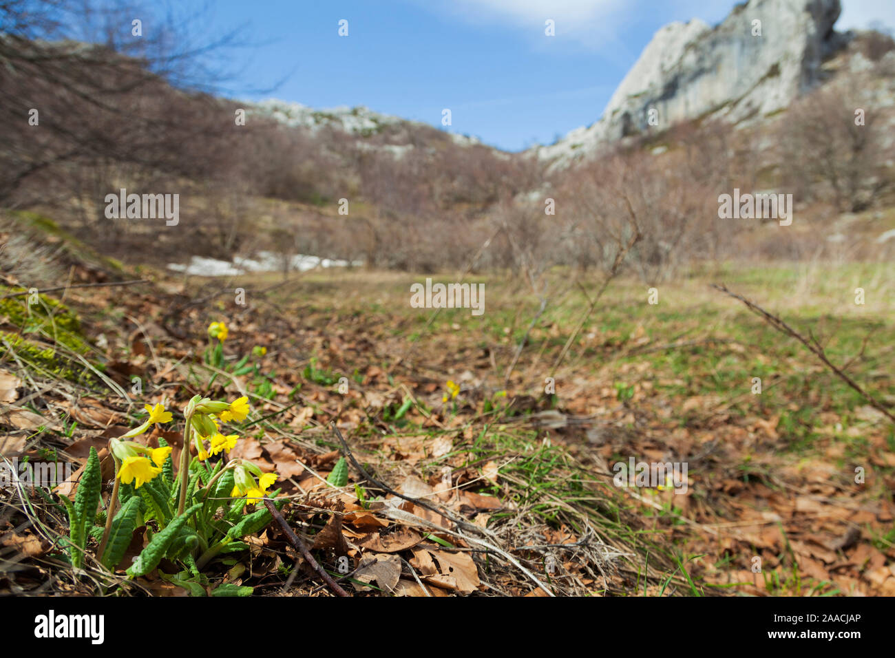 Flora kroatien hi-res stock photography and images - Alamy