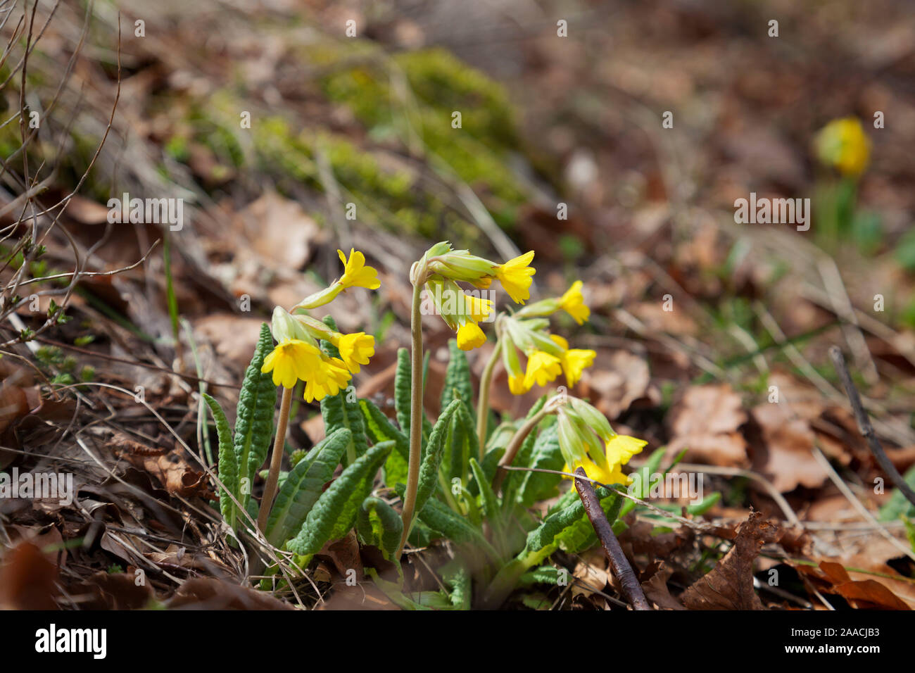 Flora kroatien hi-res stock photography and images - Alamy