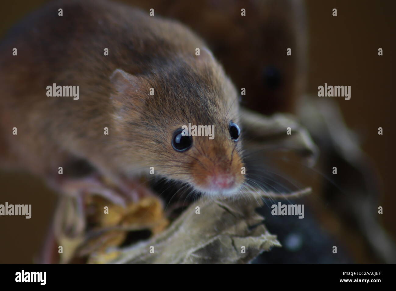 Mouse Gnawing High Resolution Stock Photography and Images - Alamy