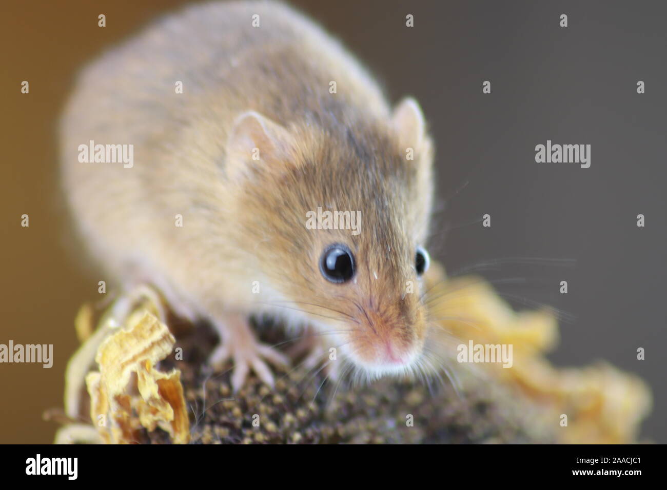 Mouse gnawing hi-res stock photography and images - Alamy