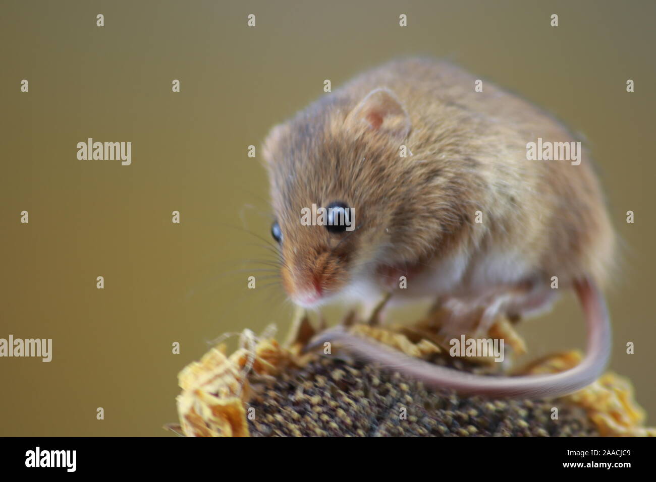 Mouse Gnawing High Resolution Stock Photography and Images - Alamy