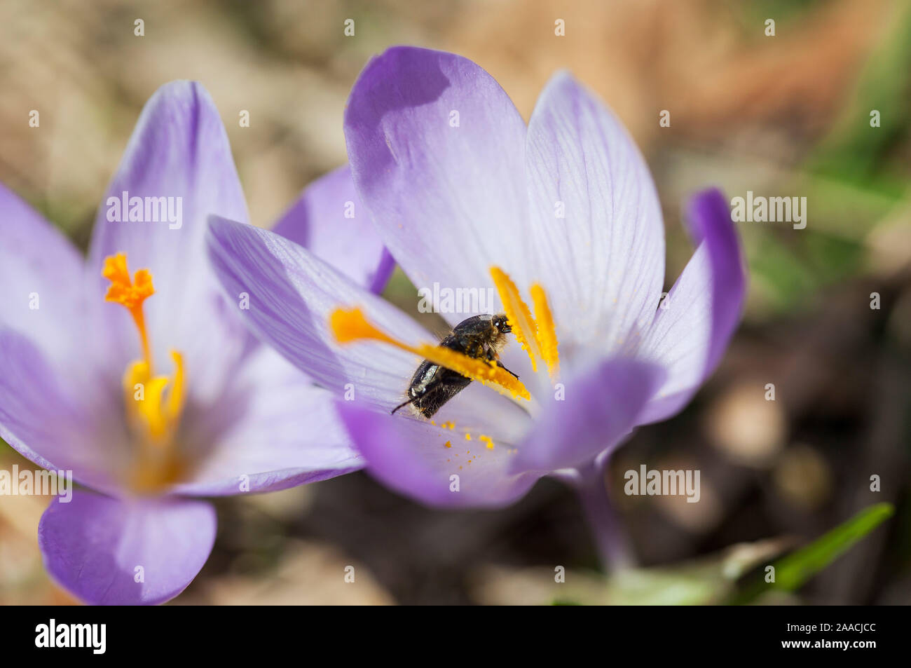 Crocus vernus (Spring Crocus, Giant Crocus from the Velebit mountain in ...