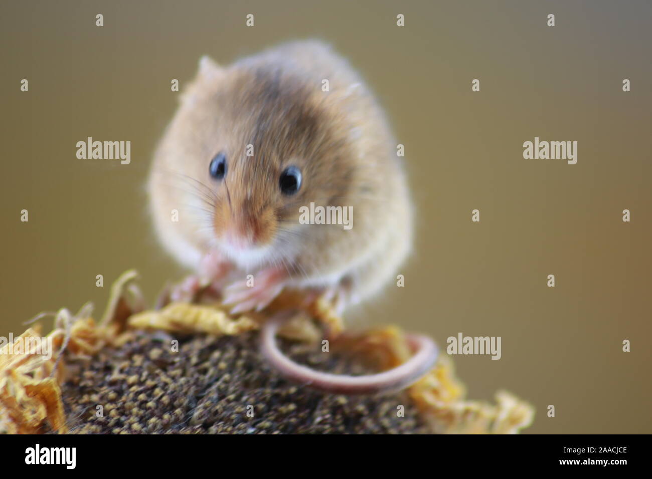 Mouse on dry stem hi-res stock photography and images - Alamy