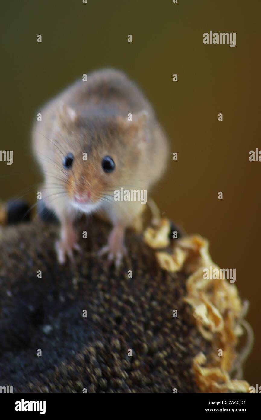 Mouse Gnawing High Resolution Stock Photography and Images - Alamy