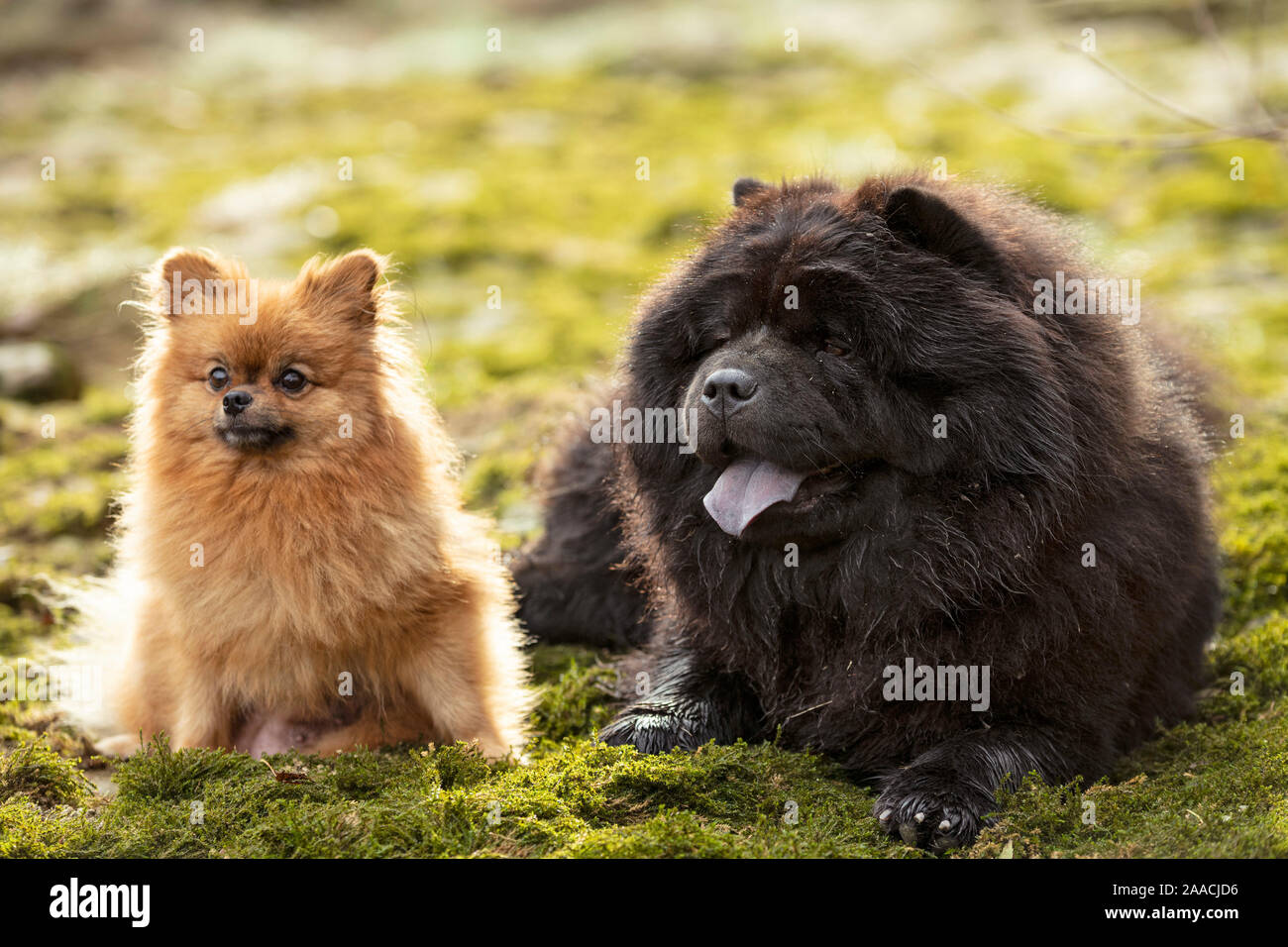 Picture of dogs hi-res stock photography and images - Alamy