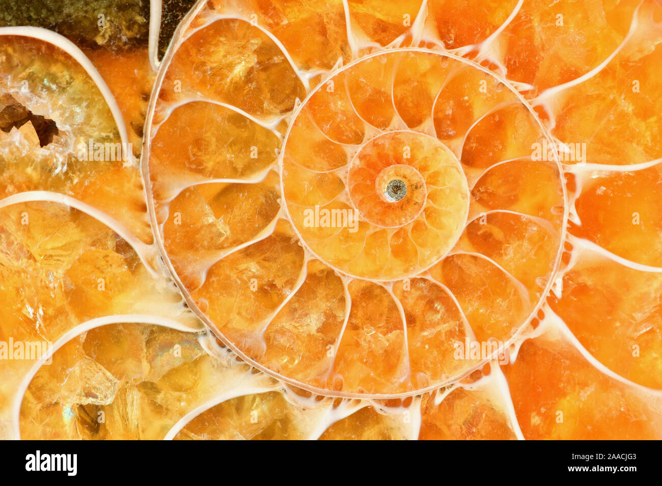 Ammonite fossil extinct marine animal hi-res stock photography and ...