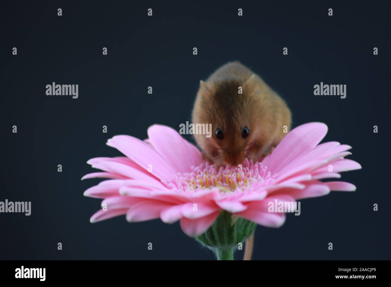 Harvest mouse on pink flower Stock Photo - Alamy