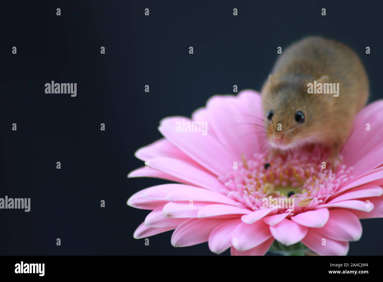 Gnawing seeds hi-res stock photography and images - Alamy