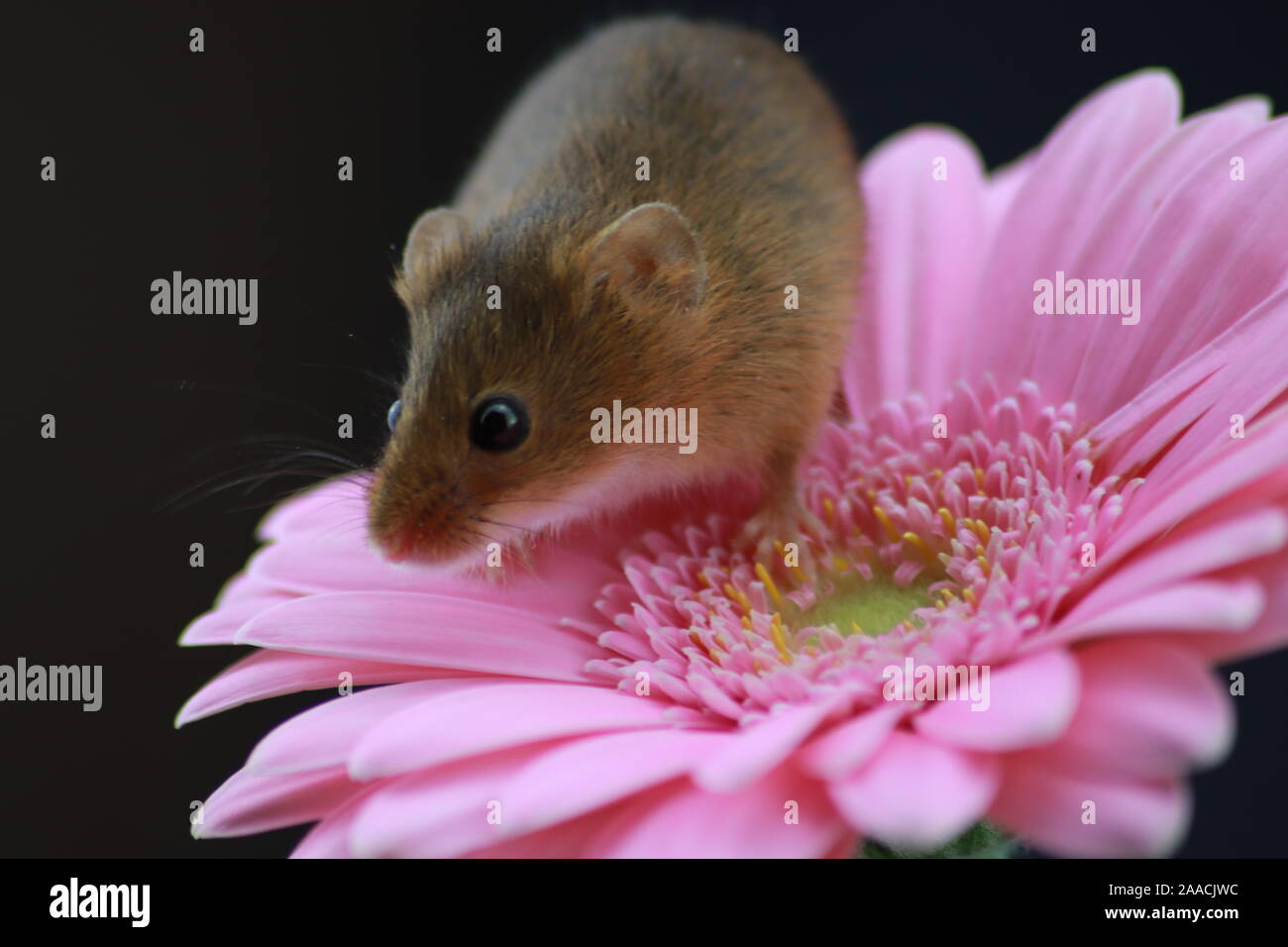 Gnawing seeds hi-res stock photography and images - Alamy