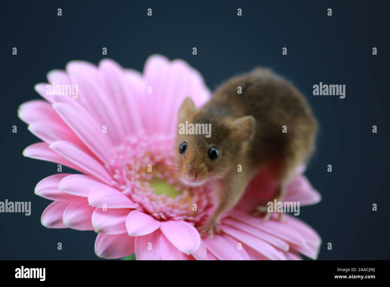 Harvest mouse flower hi-res stock photography and images - Alamy