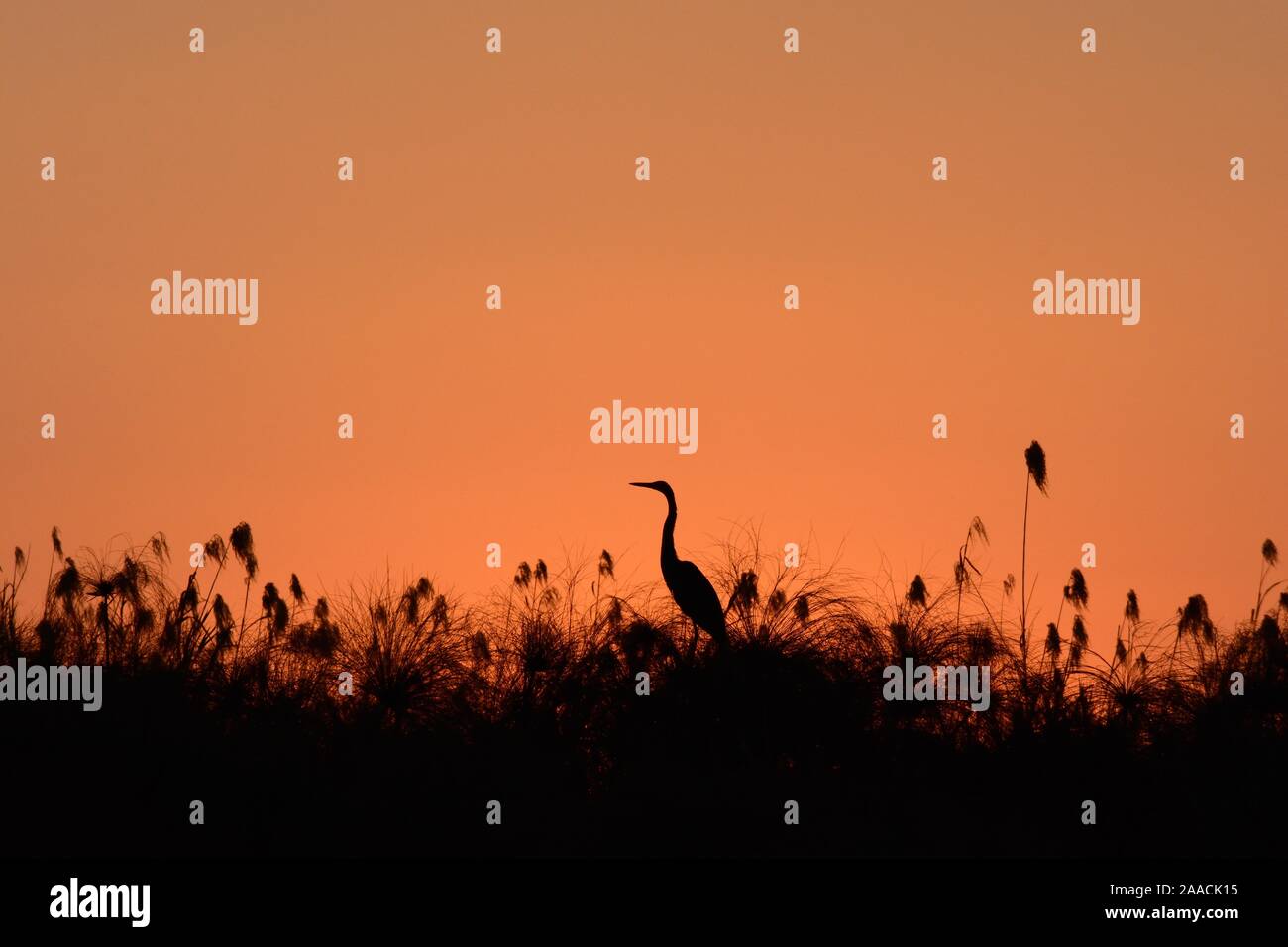 Purple Heron Ardea purpurea silhouetted in papyrus grass at sunset ...