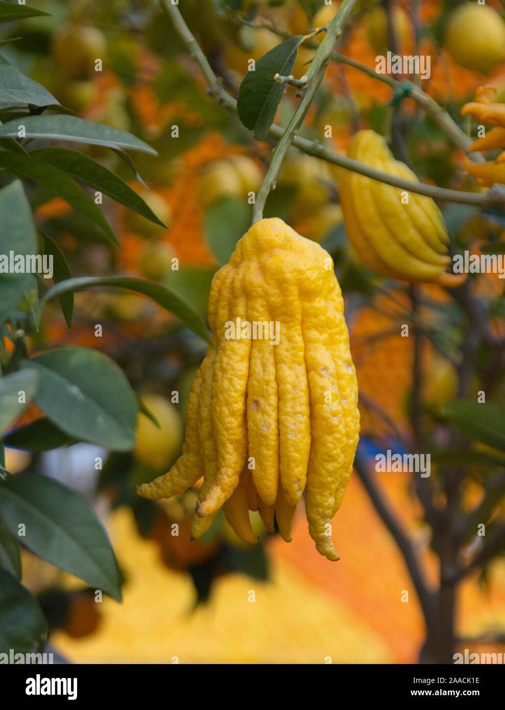 Edible figures hi-res stock photography and images - Alamy