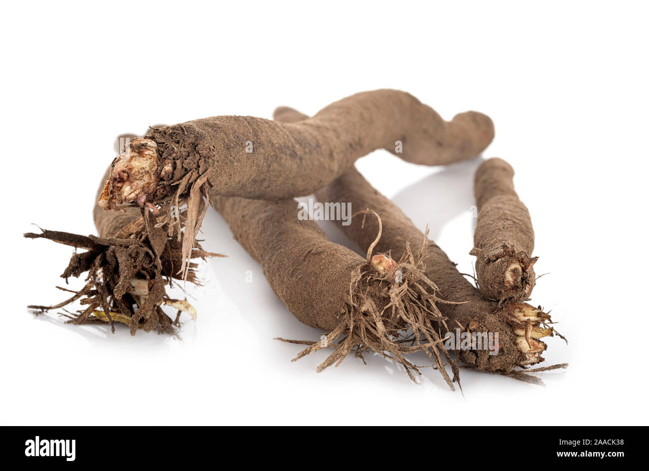 fresh salsifys in front of white background Stock Photo - Alamy