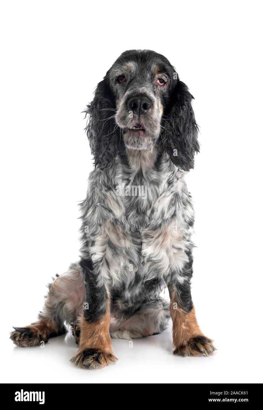old english cocker in front of white background Stock Photo - Alamy