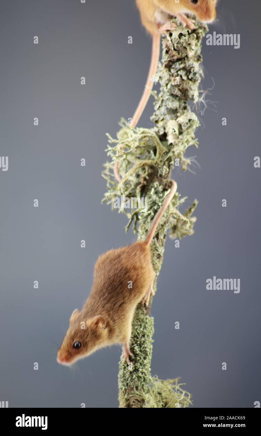 Mouse Tail Moss High Resolution Stock Photography and Images - Alamy