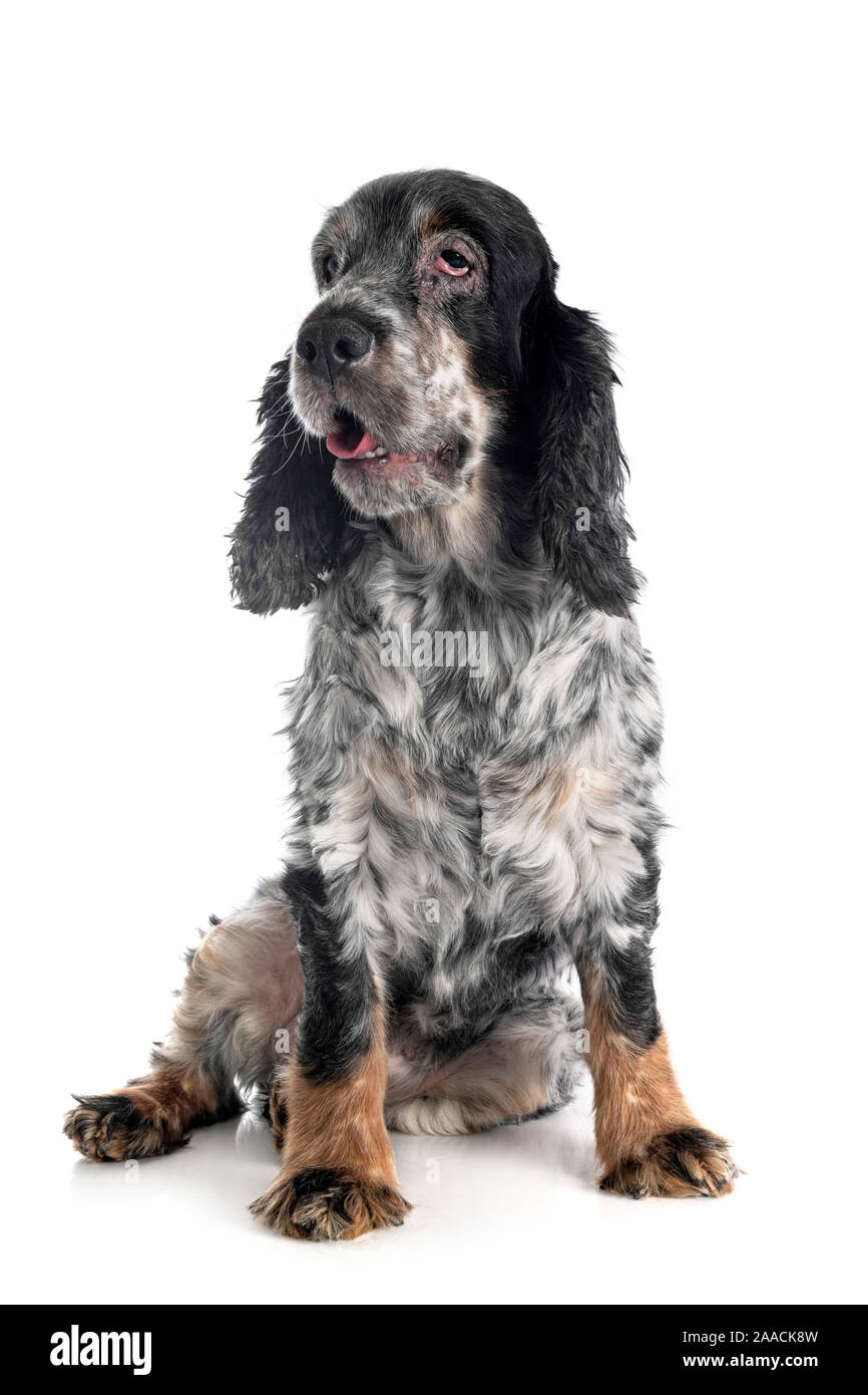 old english cocker in front of white background Stock Photo - Alamy