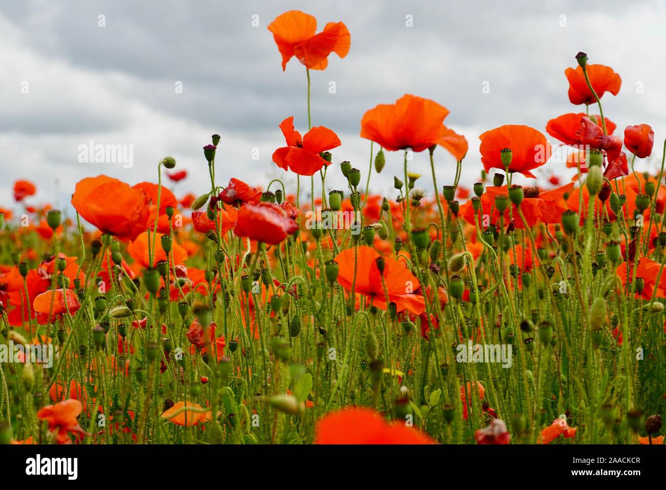 Tall poppies hi-res stock photography and images - Alamy