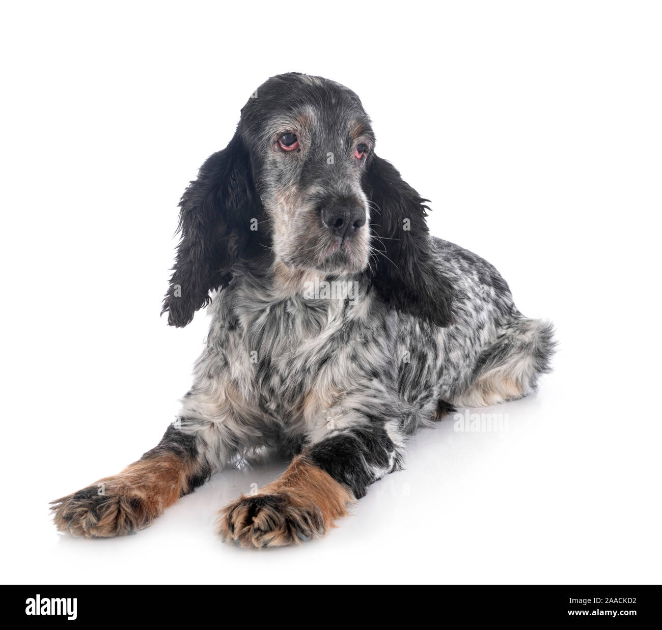 old english cocker in front of white background Stock Photo - Alamy