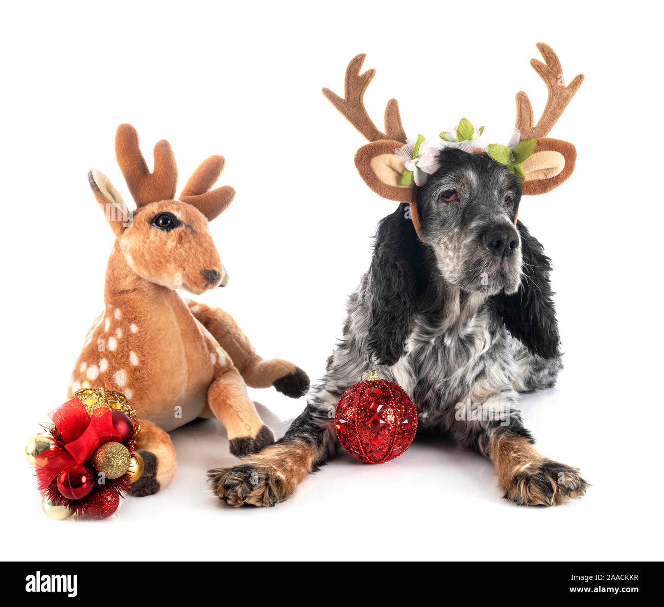 old english cocker in front of white background Stock Photo - Alamy
