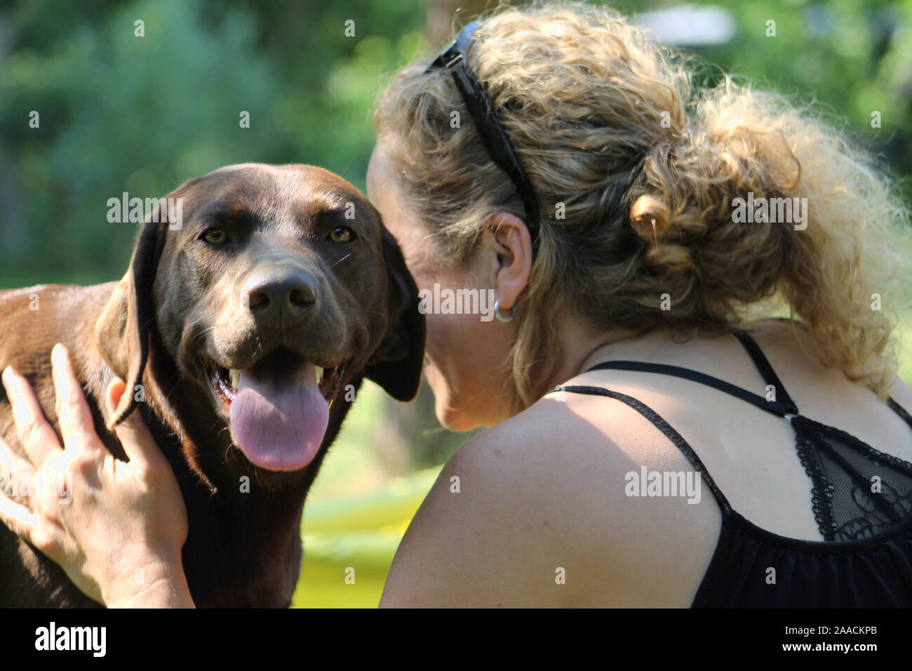 Labrador retriever smiling puppy garden hi-res stock photography and ...