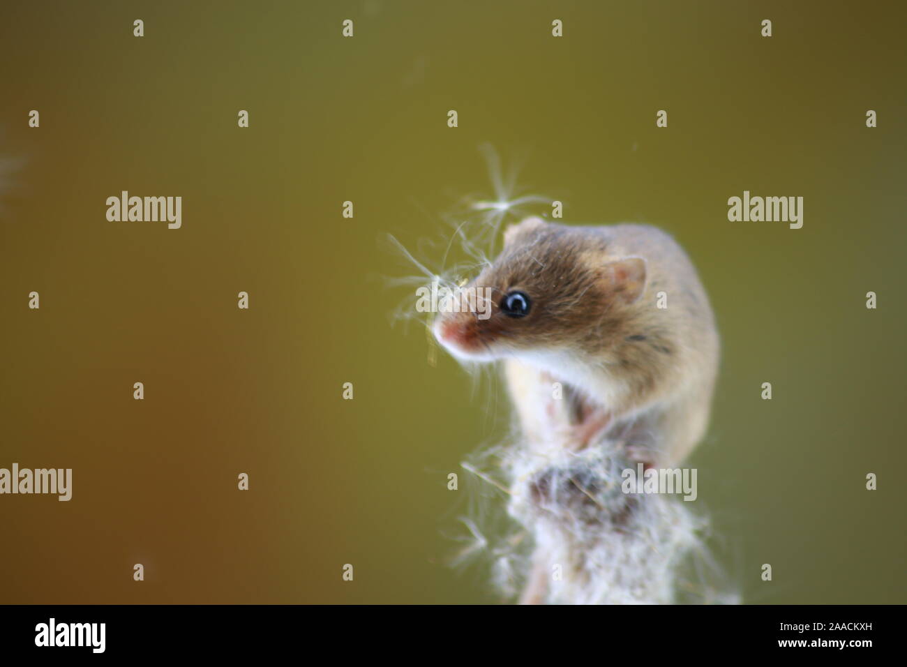 Harvest mouse on fluffy white ree Stock Photo - Alamy