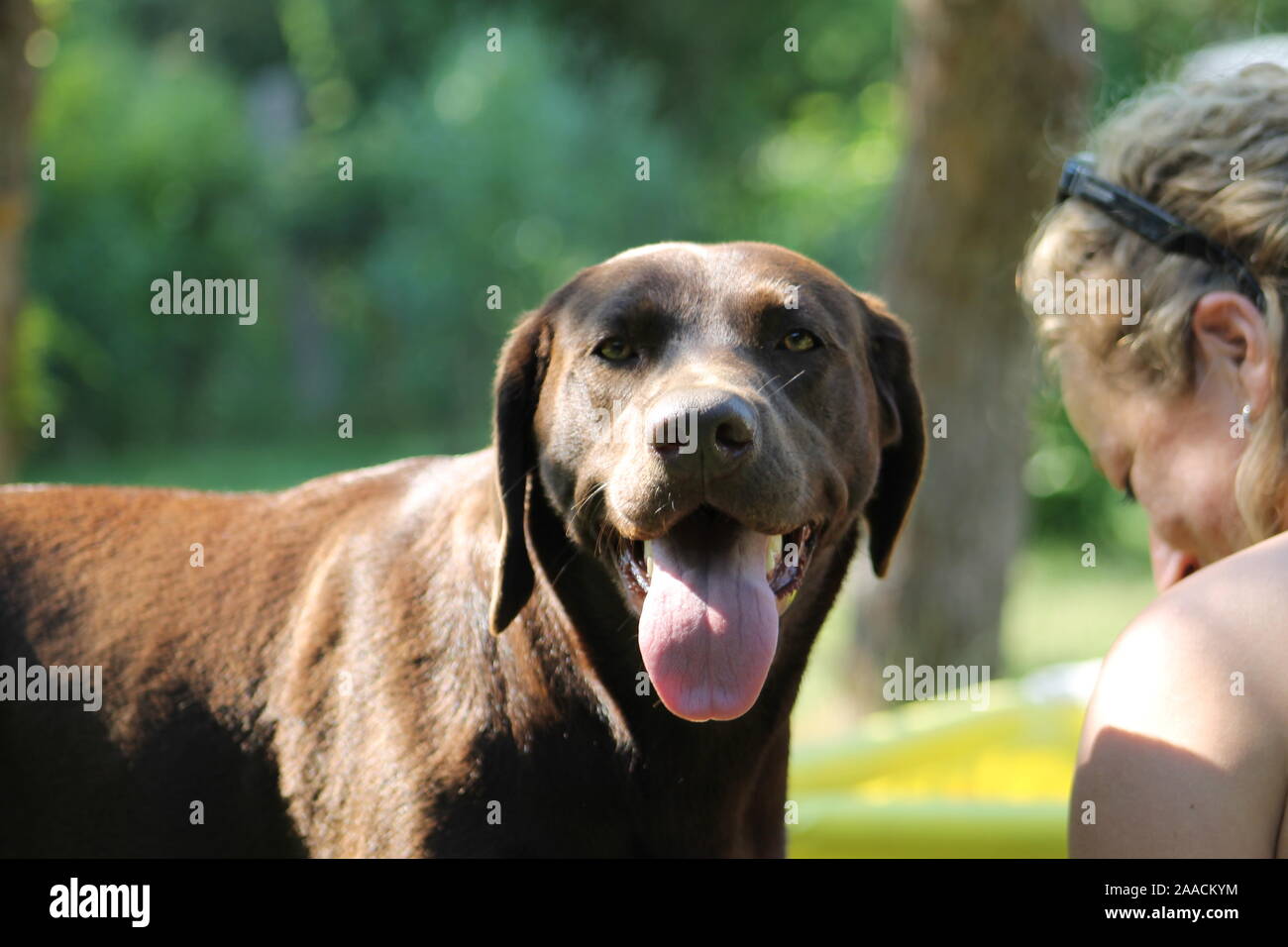 Smiling black labrador puppy hi-res stock photography and images - Alamy