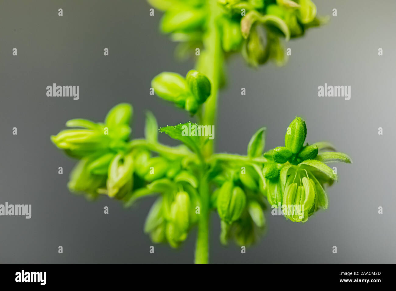 Close up blurred background Male Cannabis plant showing pollen sacks ...