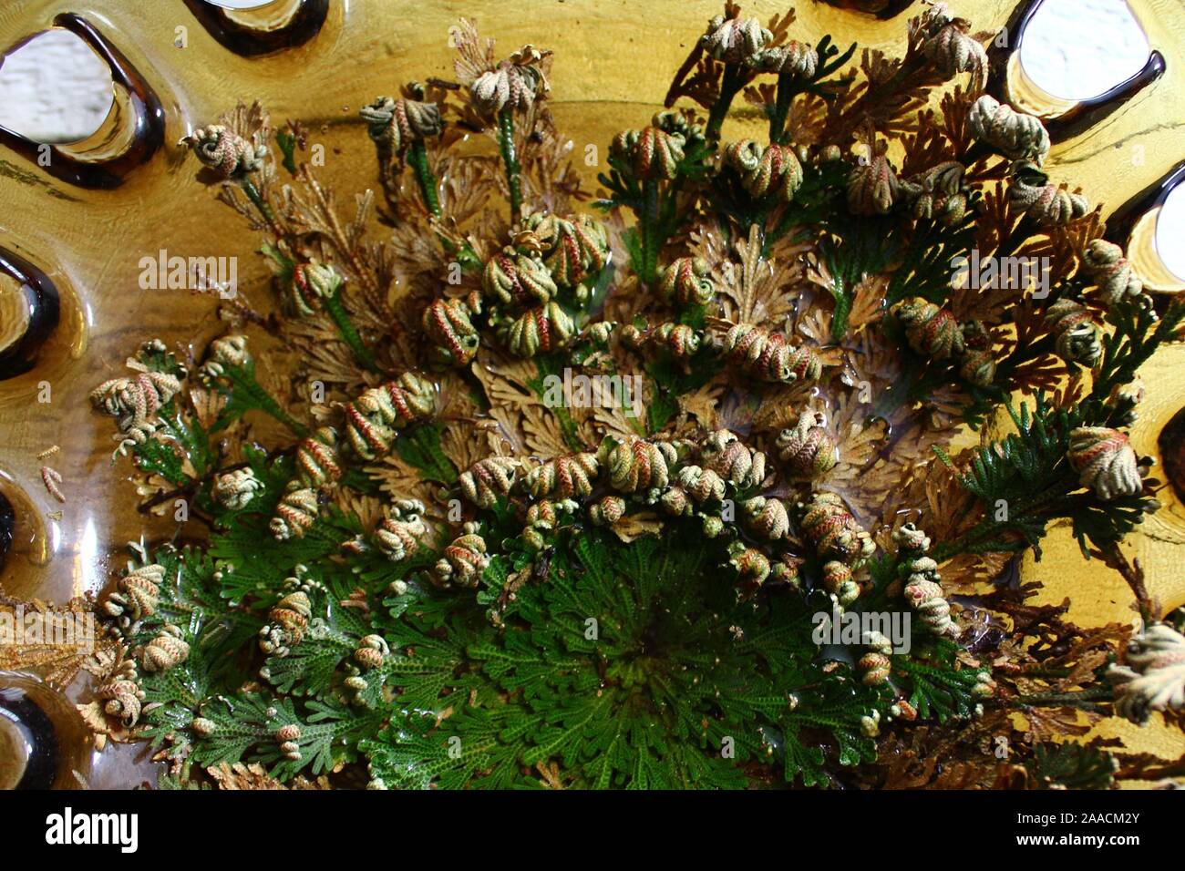 The picture shows the rose of Jericho Stock Photo - Alamy