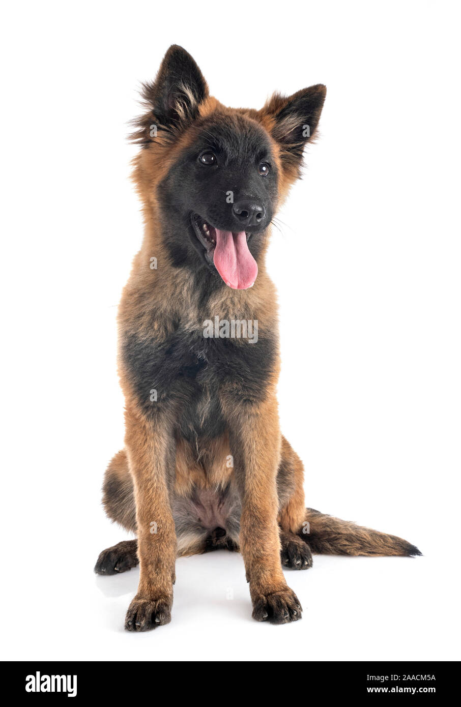 Tervueren hi-res stock photography and images - Alamy