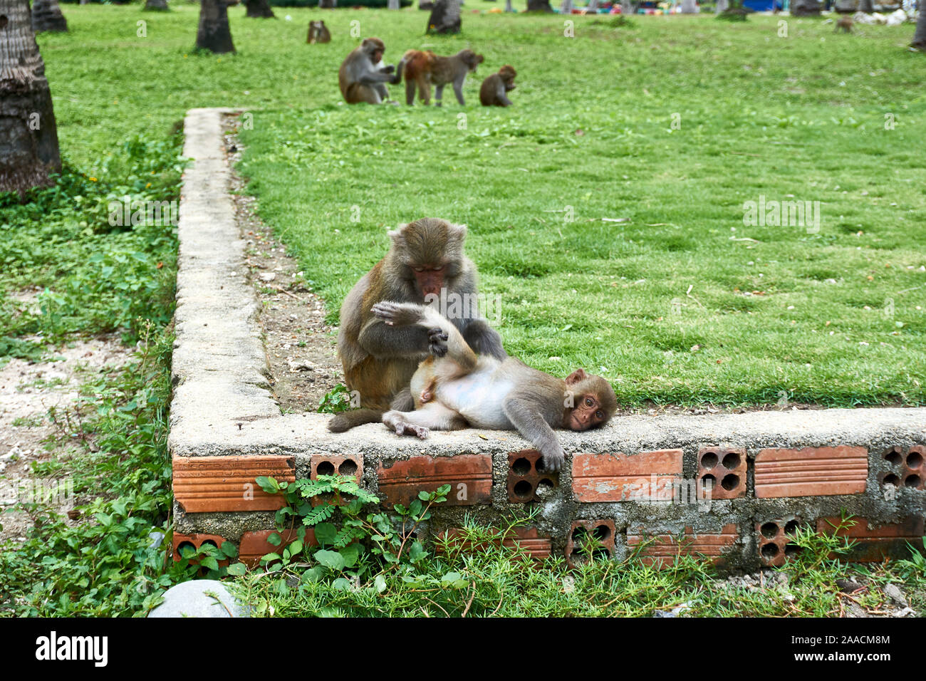 Macaque monkeys clean each other. Monkey Island, Vietnam, Nha Trang Stock Photo - Alamy