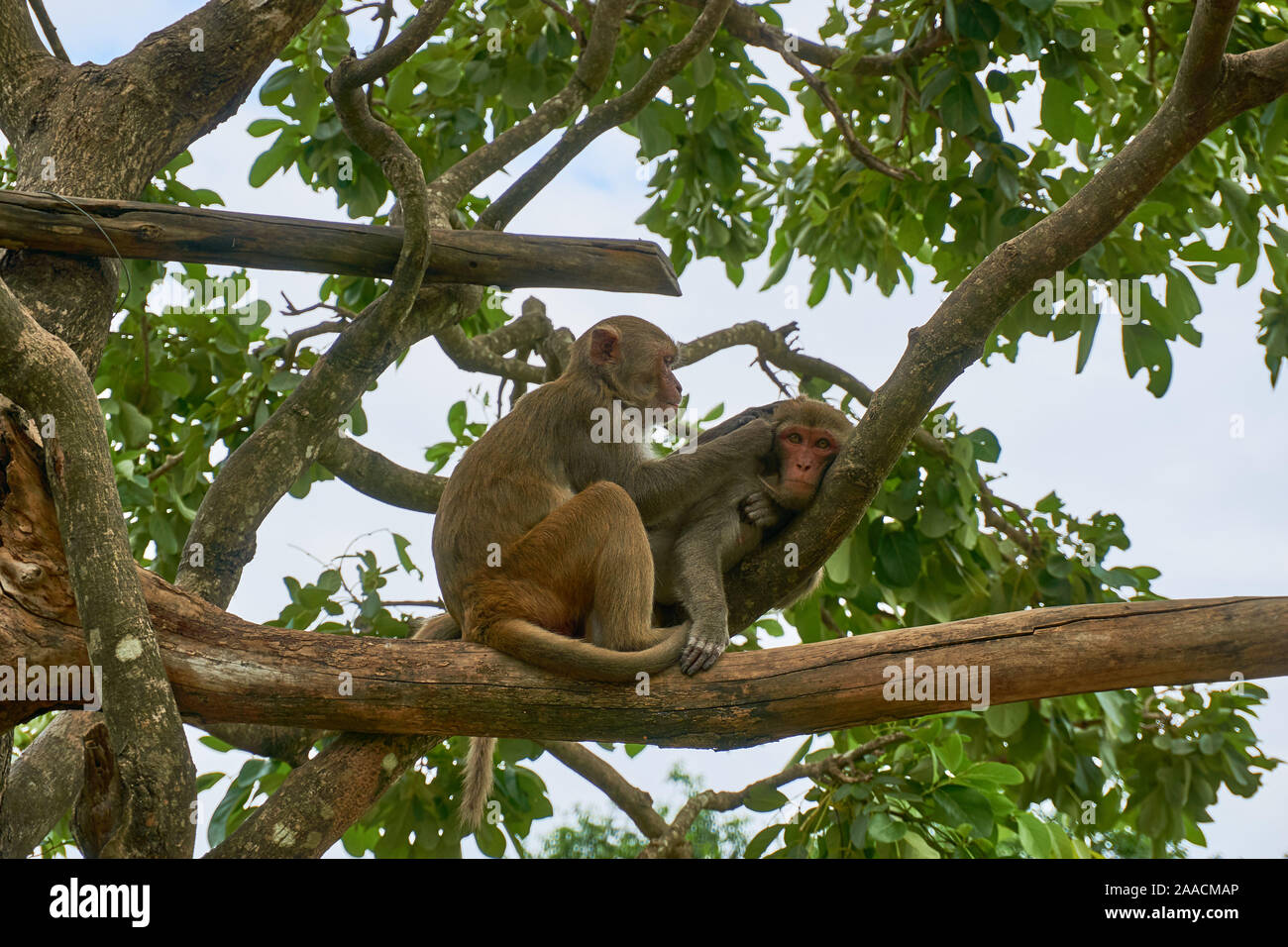 Macaque monkeys on tree clean each other. Monkey Island, Vietnam, Nha Trang Stock Photo - Alamy
