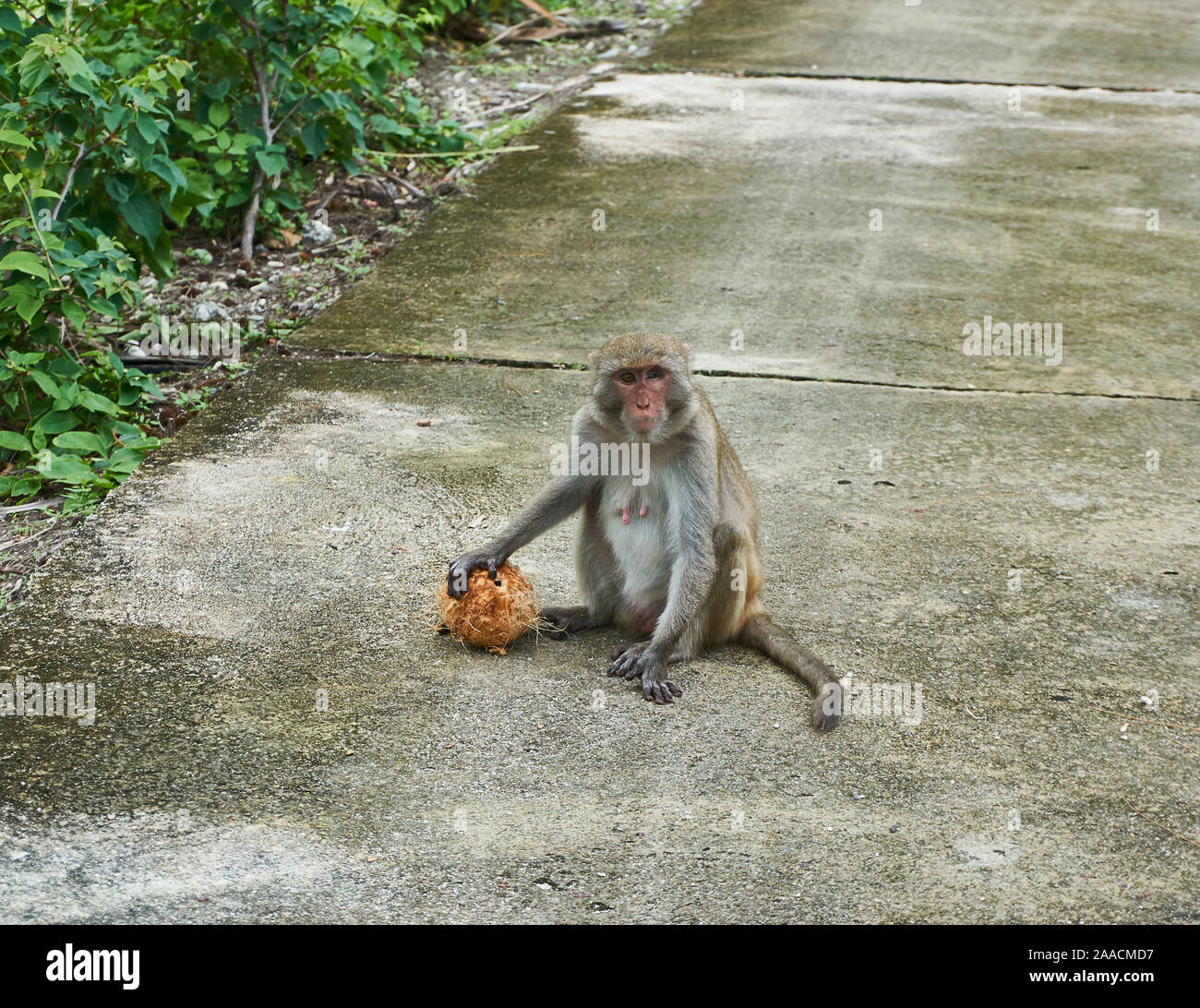 Macaque monkey sitting on floor with coconut. Monkey Island, Vietnam ...