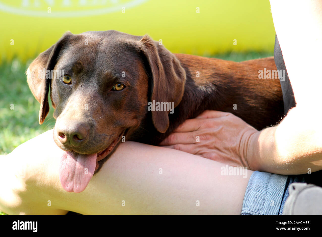brown labrador chilling on woman lap Stock Photo - Alamy