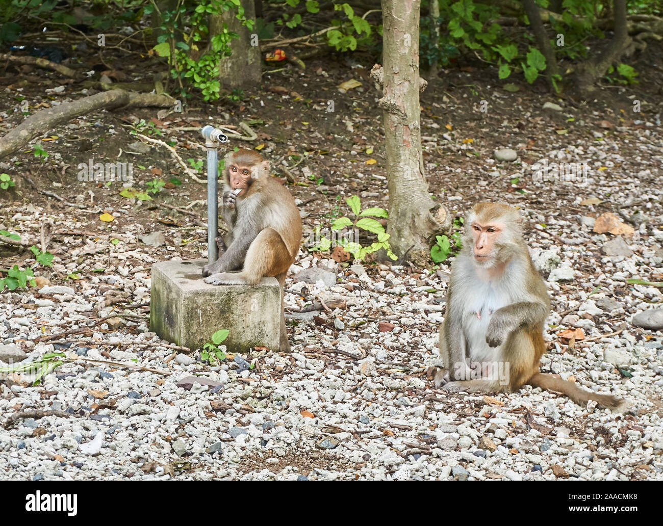 Macaque monkeys sitting on the floor. Monkey Island, Vietnam, Nha Trang ...