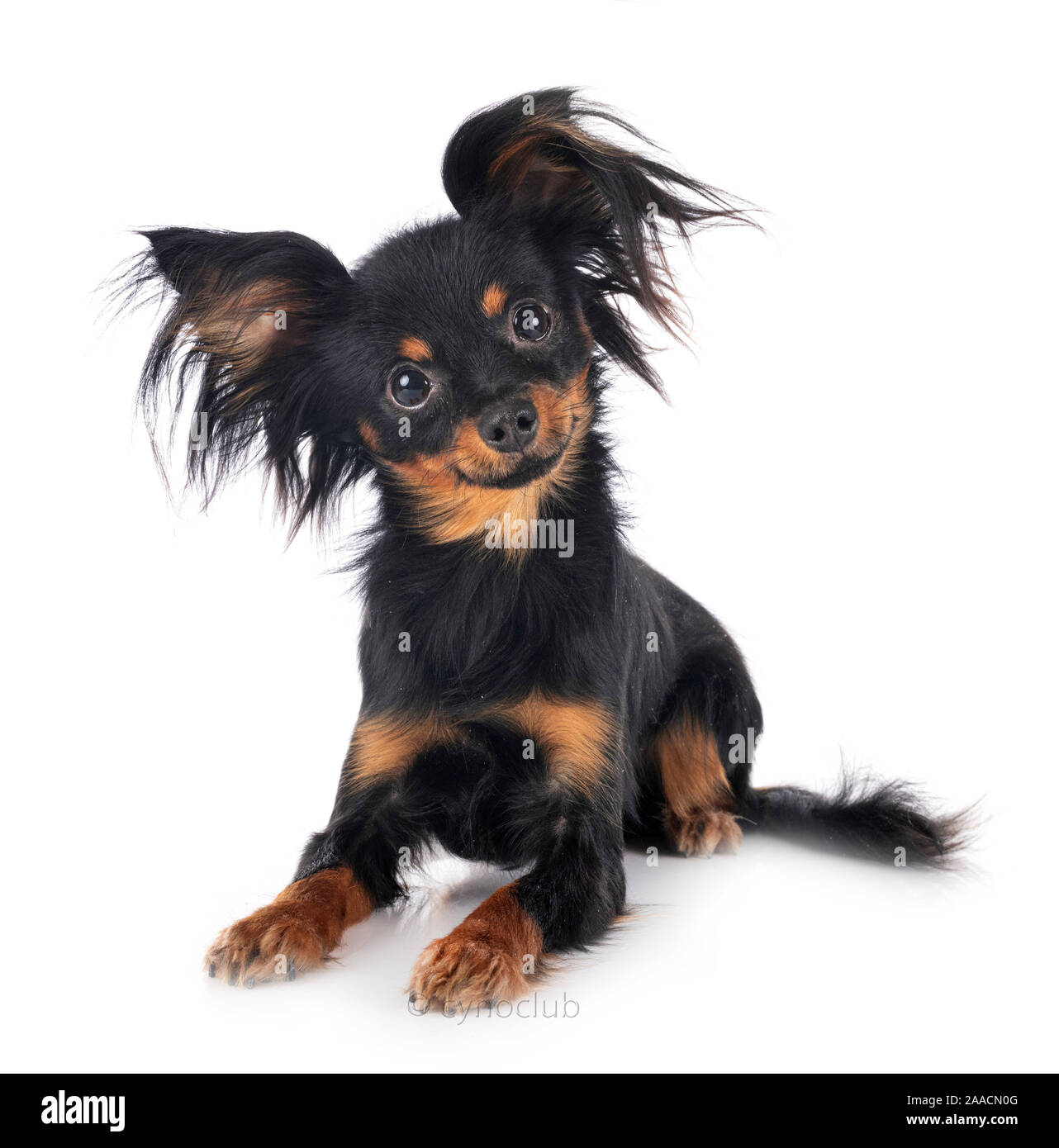 Russkiy Toy in front of white background Stock Photo - Alamy