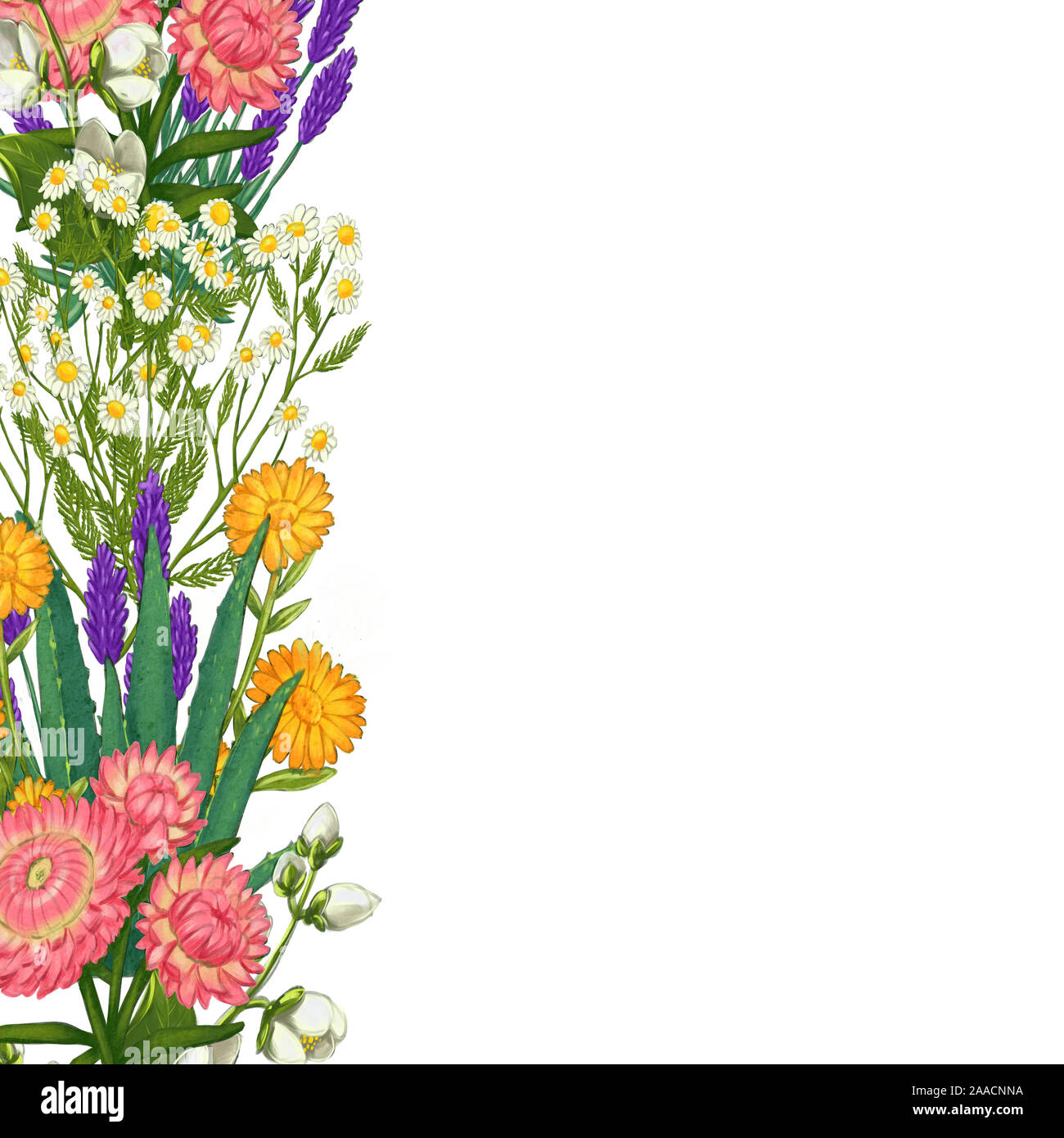 Hand drawn medicinal plant frame. Healing herbs border. isolated on ...