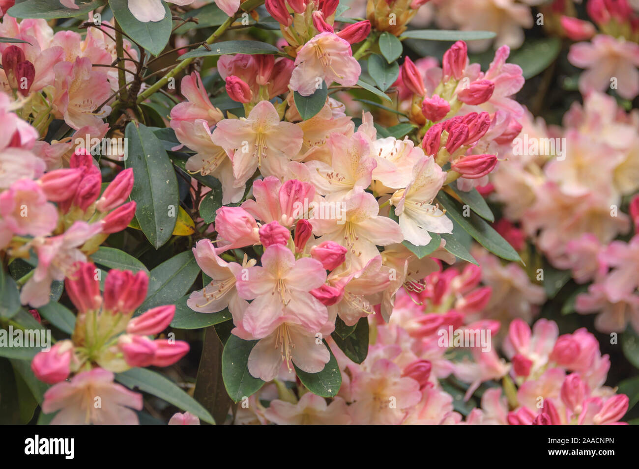 Yakushima-Rhododendron (Rhododendron 'Percy Wiseman' Stock Photo - Alamy