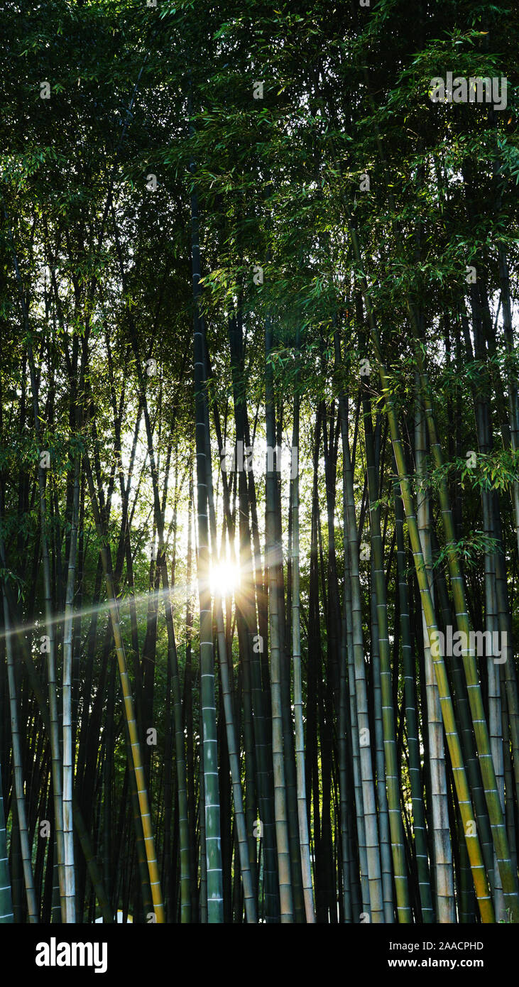 Bamboo forest in the sunlight. Natural ecological material. Spa banner ...