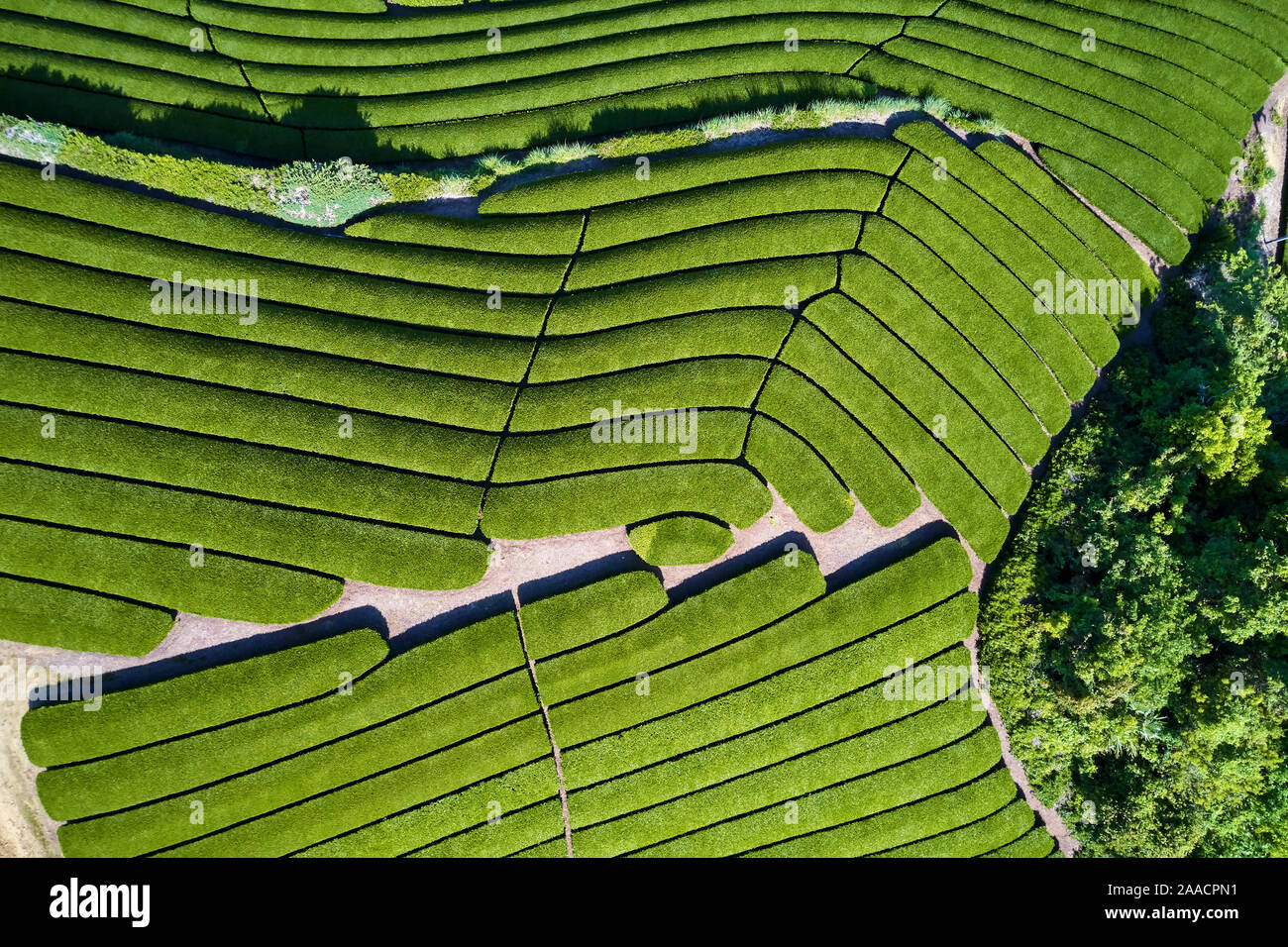Japan, Honshu island, Kansai region, Uji, tea field for Sencha, Gyokuro ...