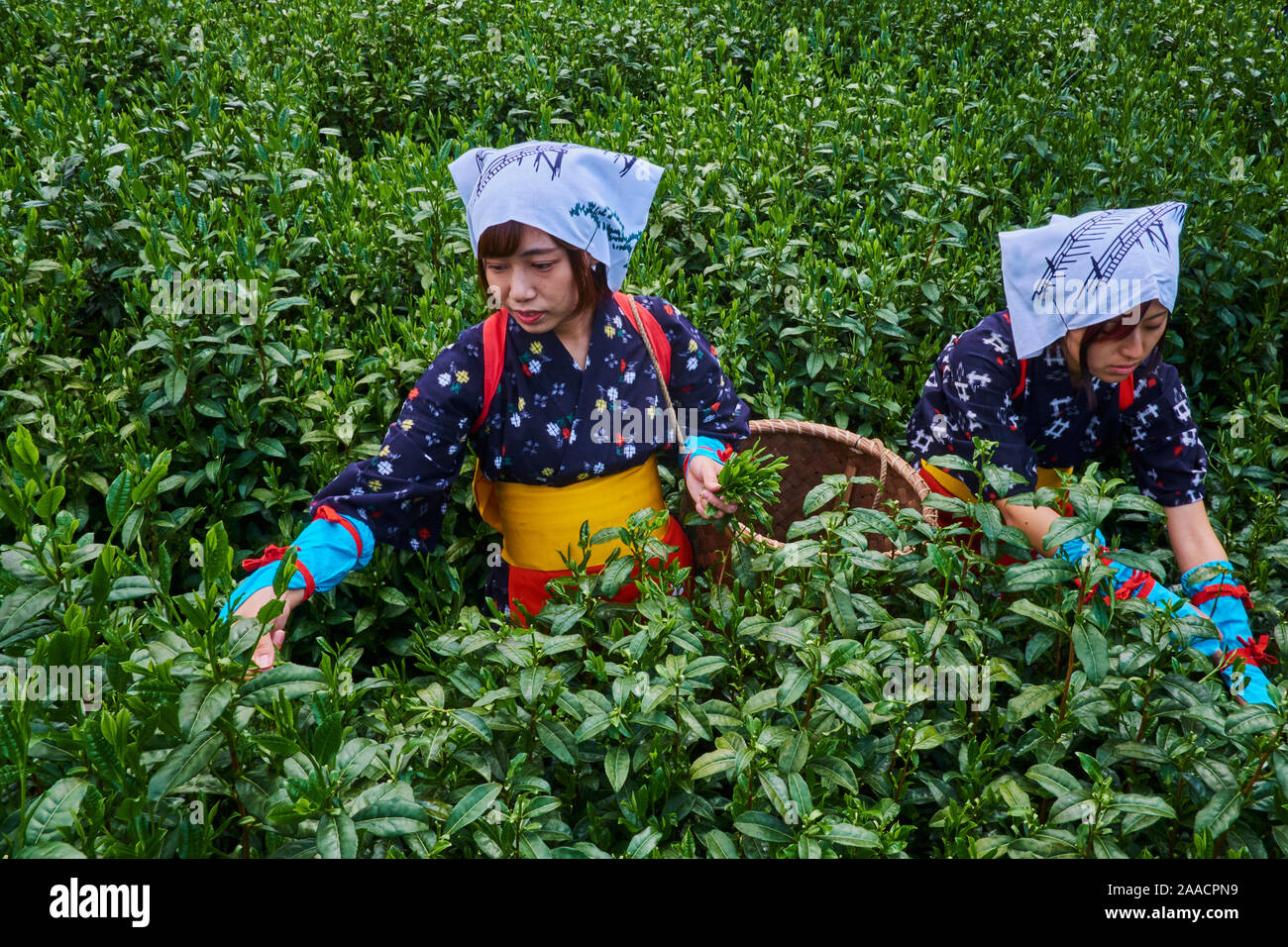 Japan, Honshu island, Kansai region, Uji, festival for the spring first ...
