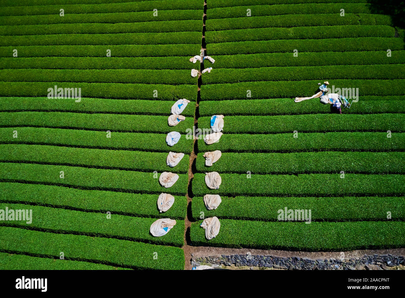 Japan, Honshu island, Kansai region, Uji, tea field for Sencha, Gyokuro ...