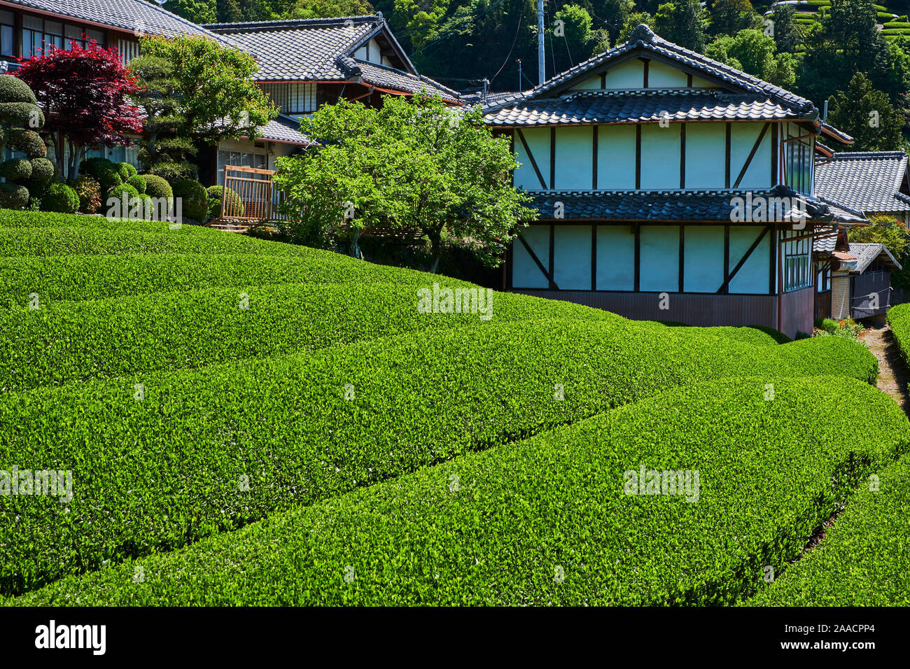 Japan, Honshu island, Kansai region, Uji, tea field for Sencha, Gyokuro ...