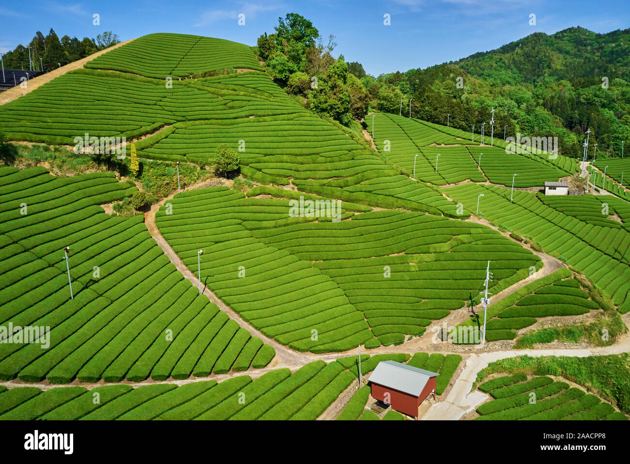 Japan, Honshu island, Kansai region, Uji, tea field for Sencha, Gyokuro ...