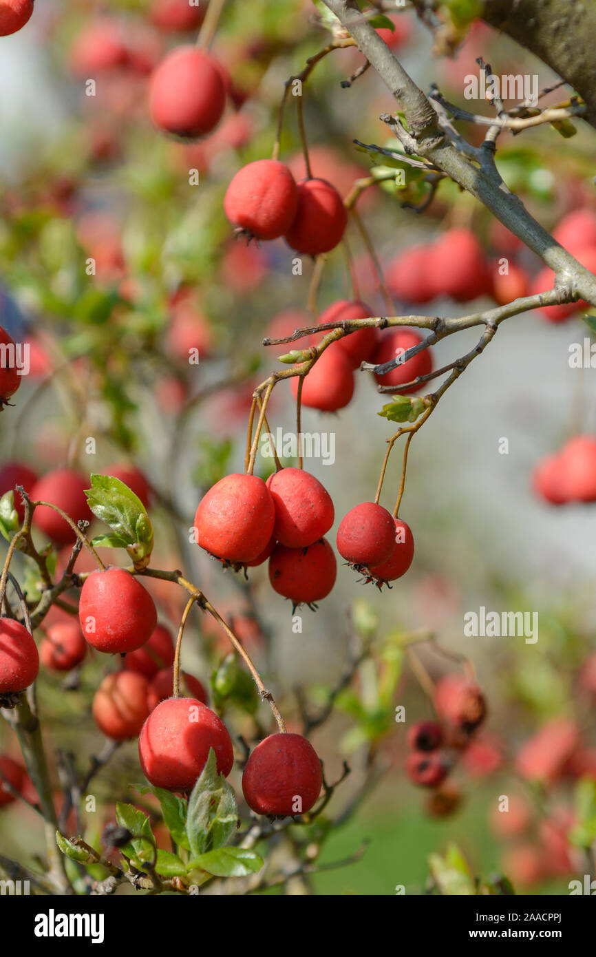 Crataegus grignonensis hi-res stock photography and images - Alamy