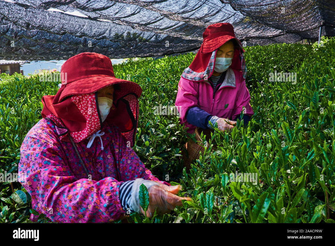 Japan, Honshu, Shizuoka, tea picking on the covered fields Stock Photo ...