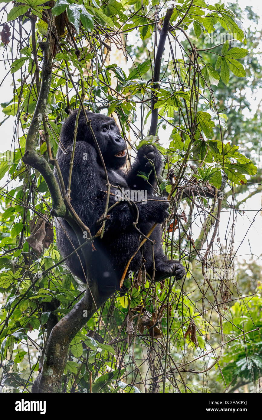 Gorilla tracking hi-res stock photography and images - Alamy