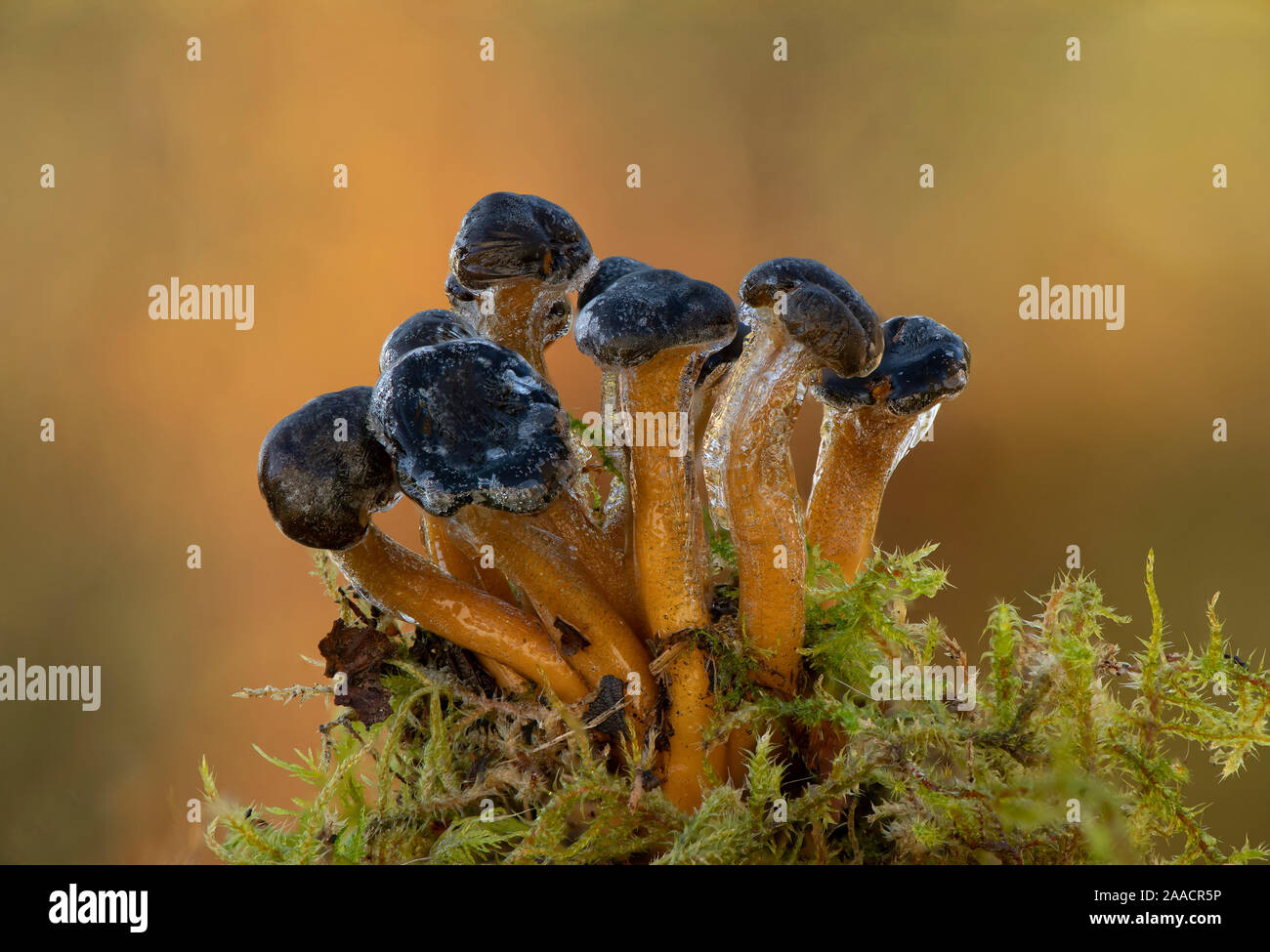 Leotia High Resolution Stock Photography and Images - Alamy