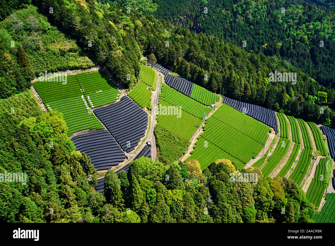 Japan, Honshu island, Kansai region, Uji, tea field for Sencha, Gyokuro ...